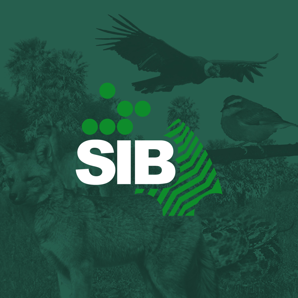 Orígenes del SIB | SIB, Parques Nacionales, Argentina